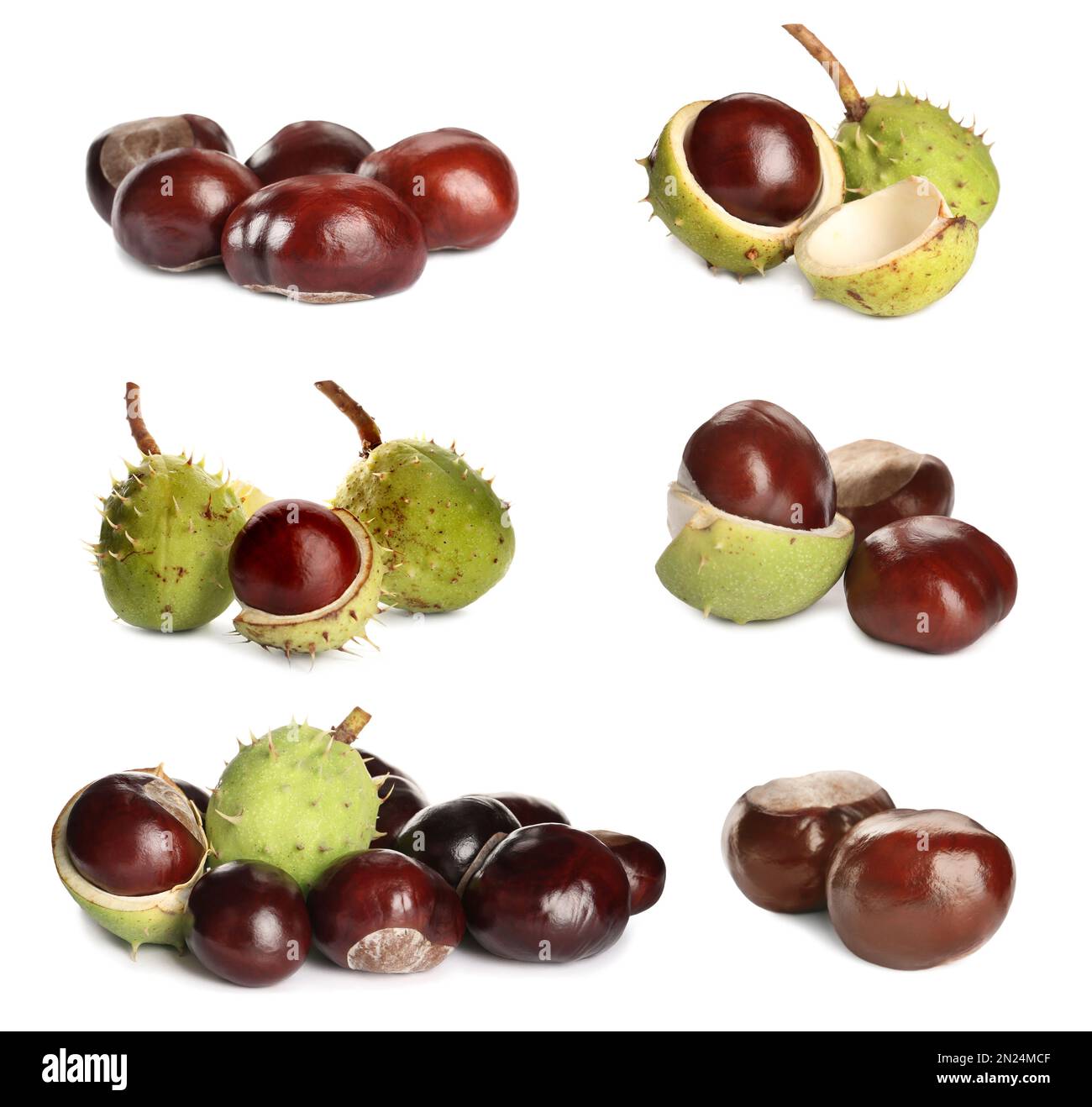 Set of brown horse chestnuts isolated on white Stock Photo - Alamy