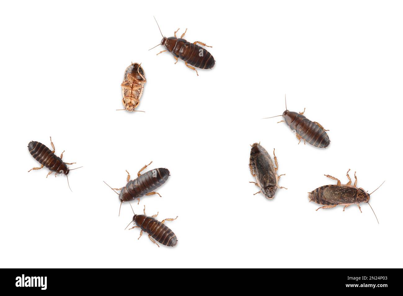 Many cockroaches on white background, top view. Pest control Stock ...