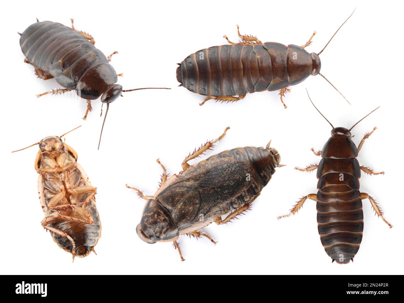 Many cockroaches on white background, top view. Pest control Stock ...