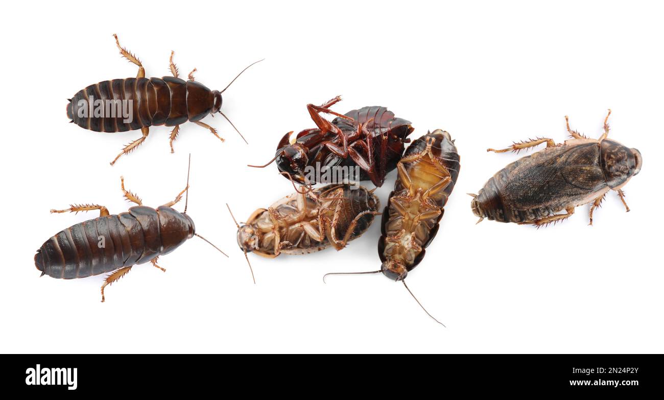 Many cockroaches on white background, top view. Pest control Stock ...