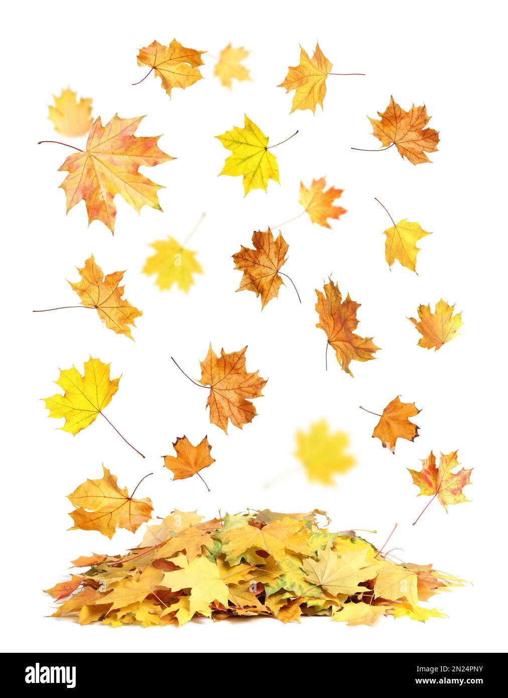 Beautiful autumn leaves falling on white background Stock Photo - Alamy