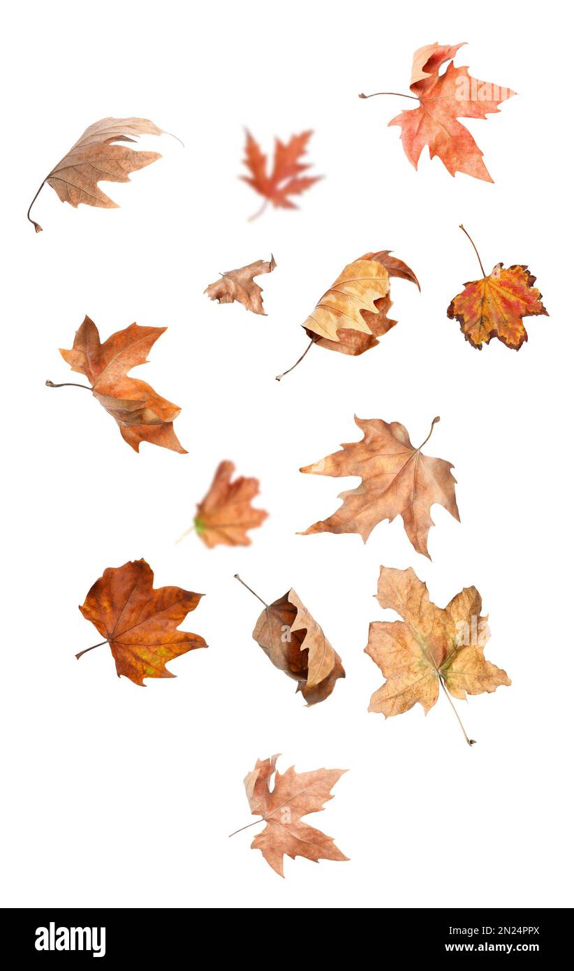 Beautiful autumn leaves falling on white background Stock Photo - Alamy