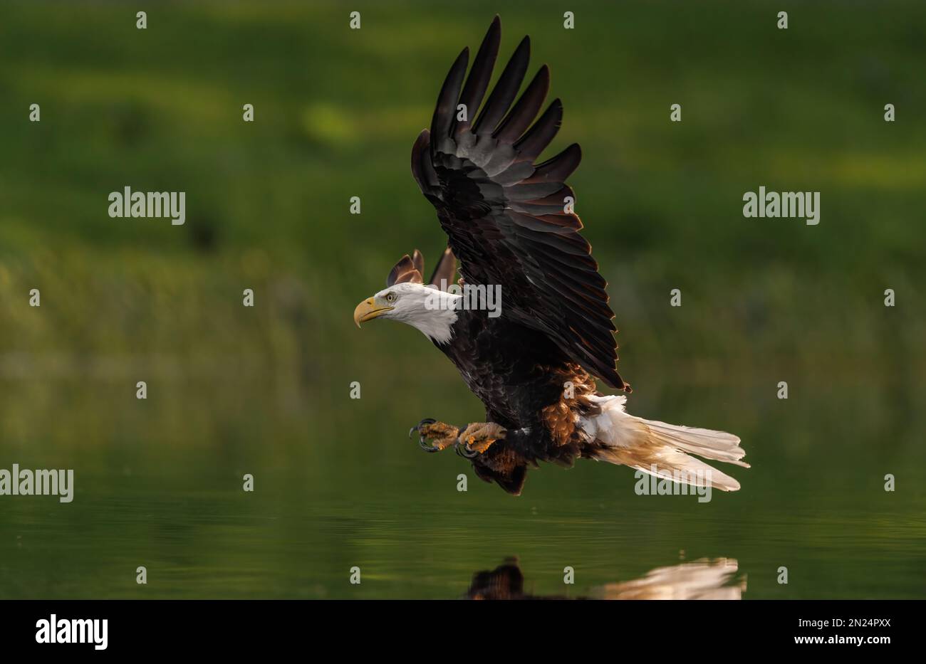 Bald eagle hunting water hi-res stock photography and images - Alamy