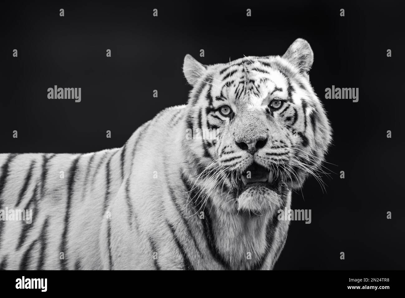 White tiger with black stripes roars. Grayscale portrait with dark ...