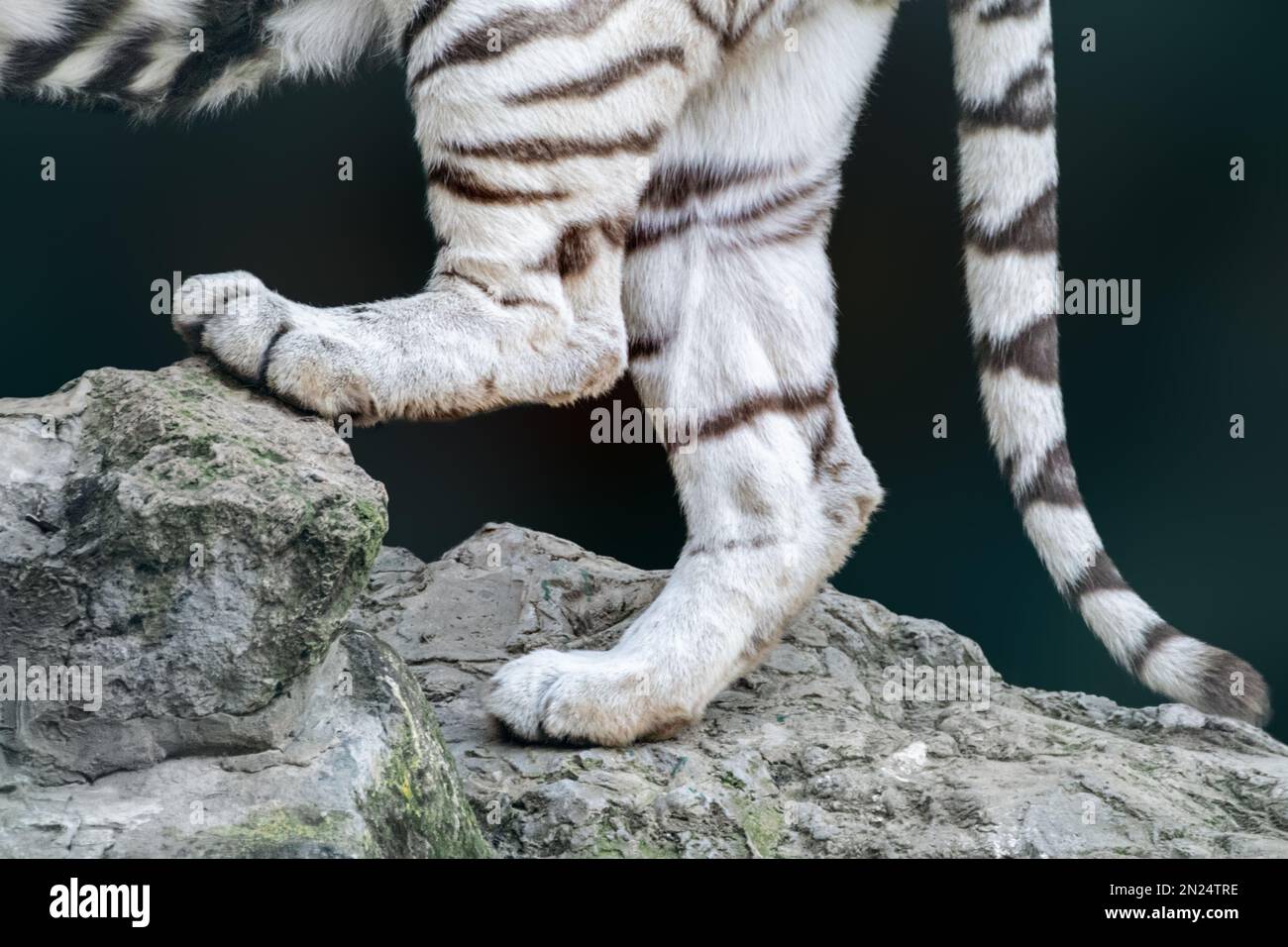 Back paws legs and tail of a white tiger with black stripes on fur ...