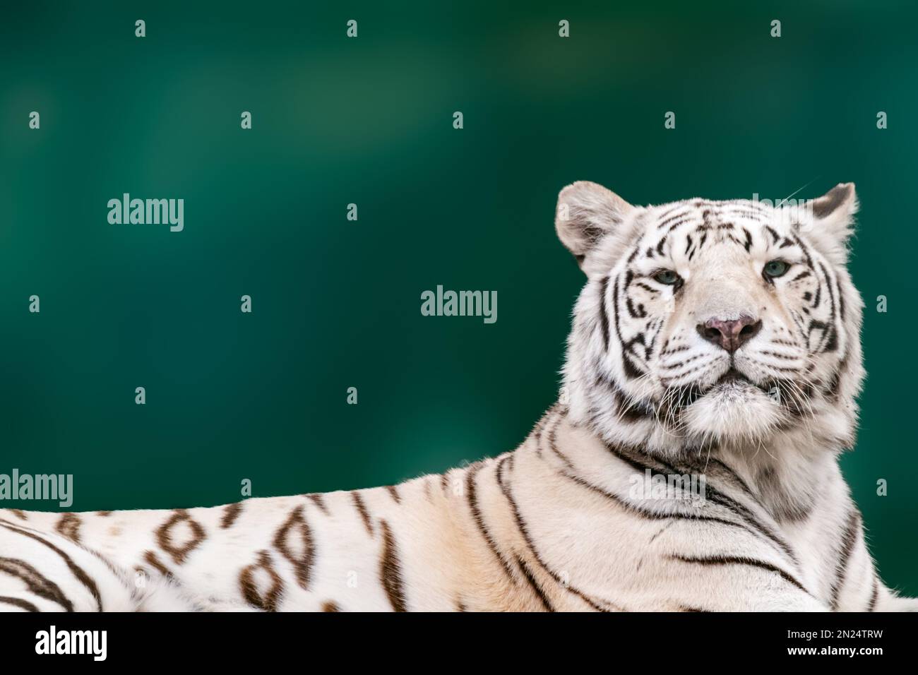 White tiger with black stripes lies on side, portrait. Close view with ...
