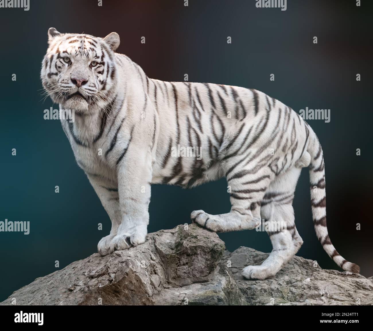 White tiger with black stripes standing on rock in powerful pose ...