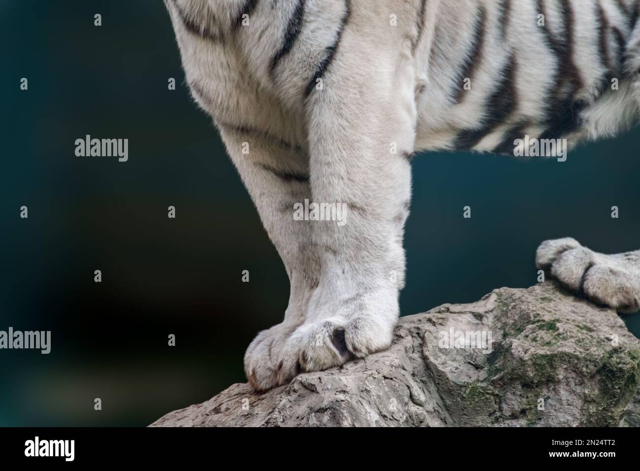 Front paws legs of a white tiger with black stripes on fur standing on ...