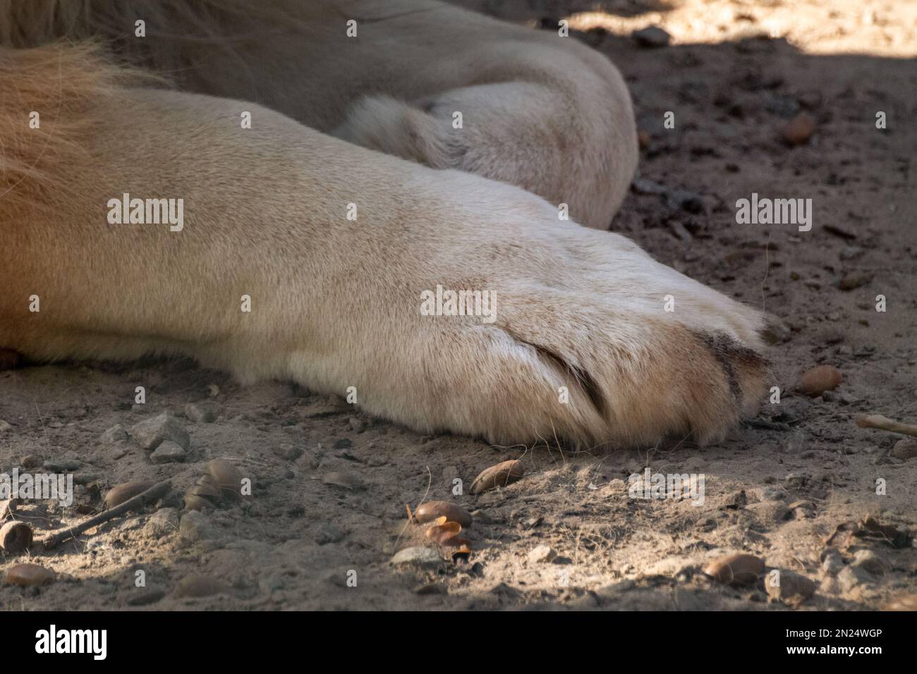 Lion two front legs, paws close-up, laying on sand ground with shadows ...