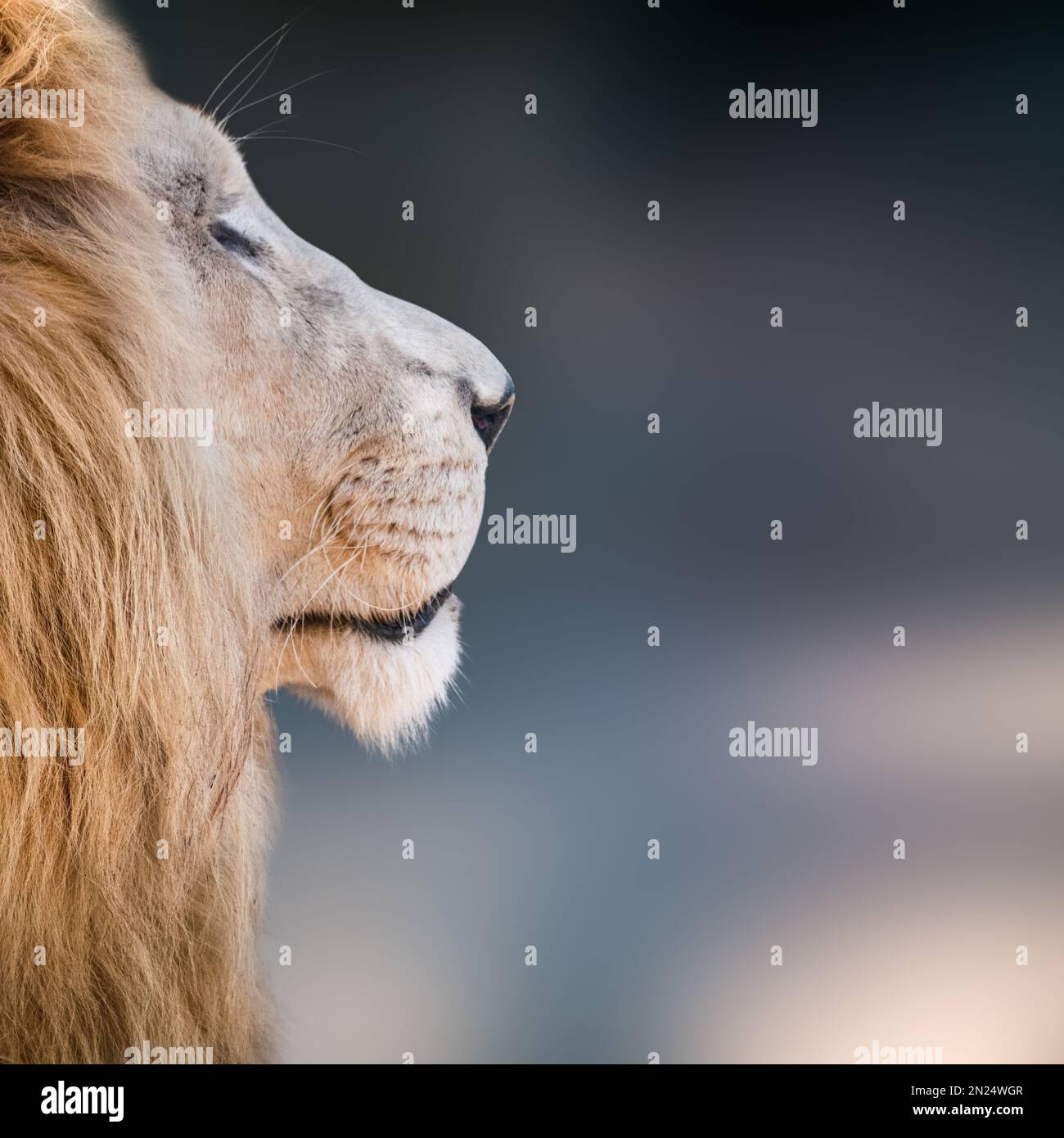 White lion head profile, looking right close-up with blurred background ...