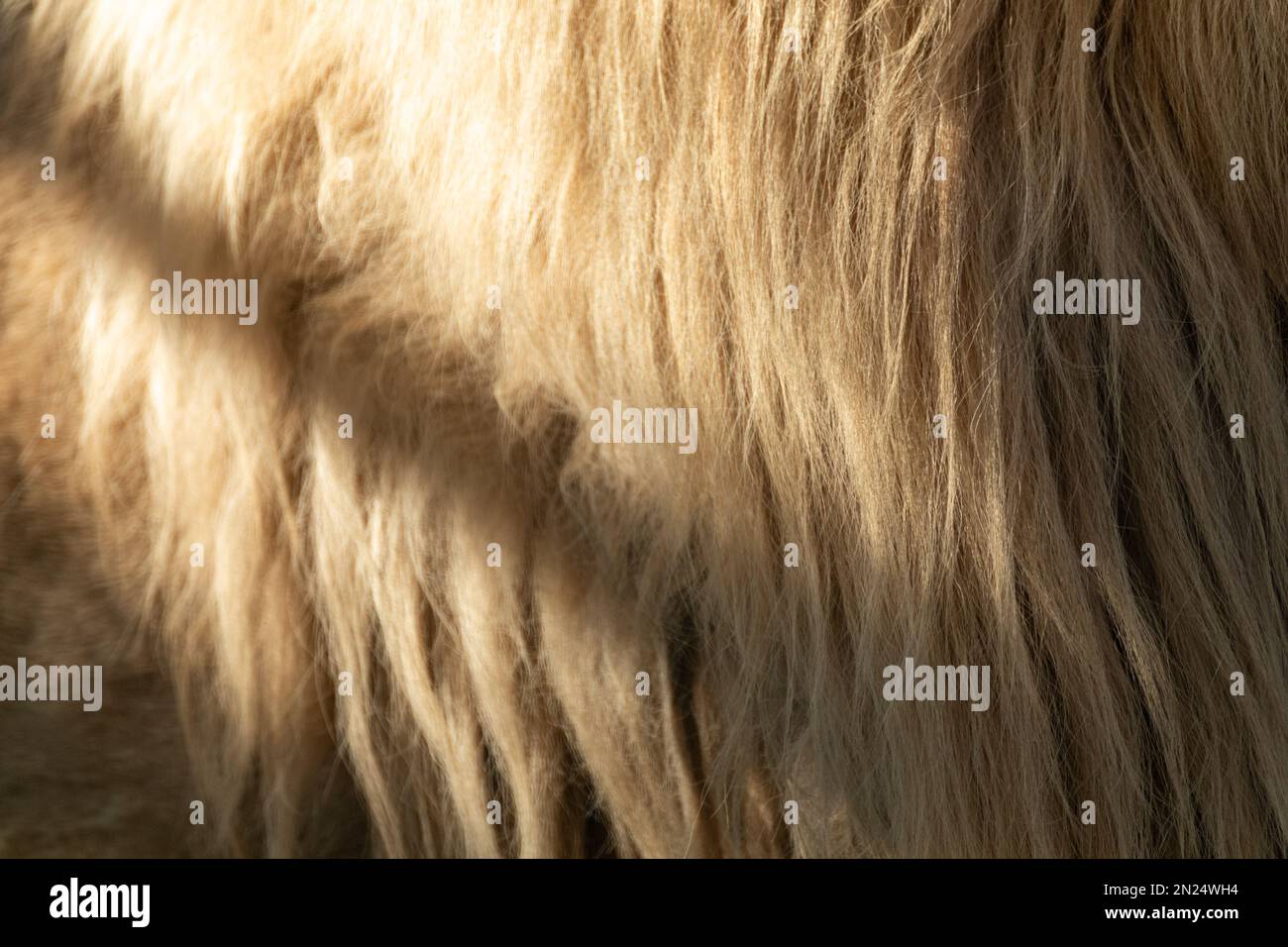 Lion sunny fluffy mane fur coat close-up in contrast sunlight with ...