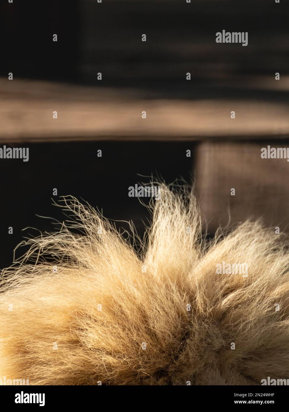 Lion sunny fluffy mane fur on top of head close-up with blurred dark ...