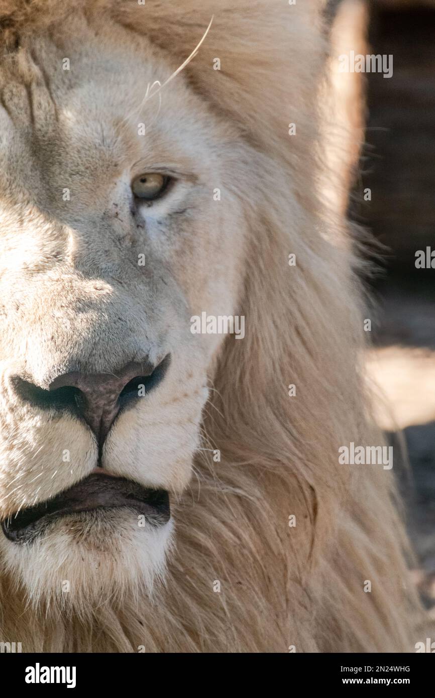 White lion half face portrait, close-up in sunlight with blurred ...