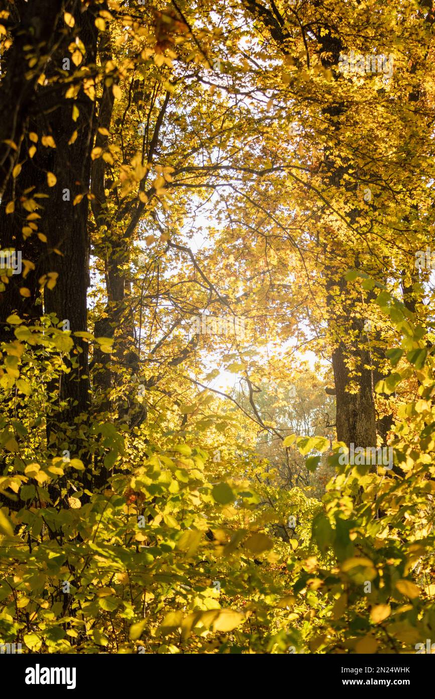 Branches of yellow leaves hi-res stock photography and images - Alamy