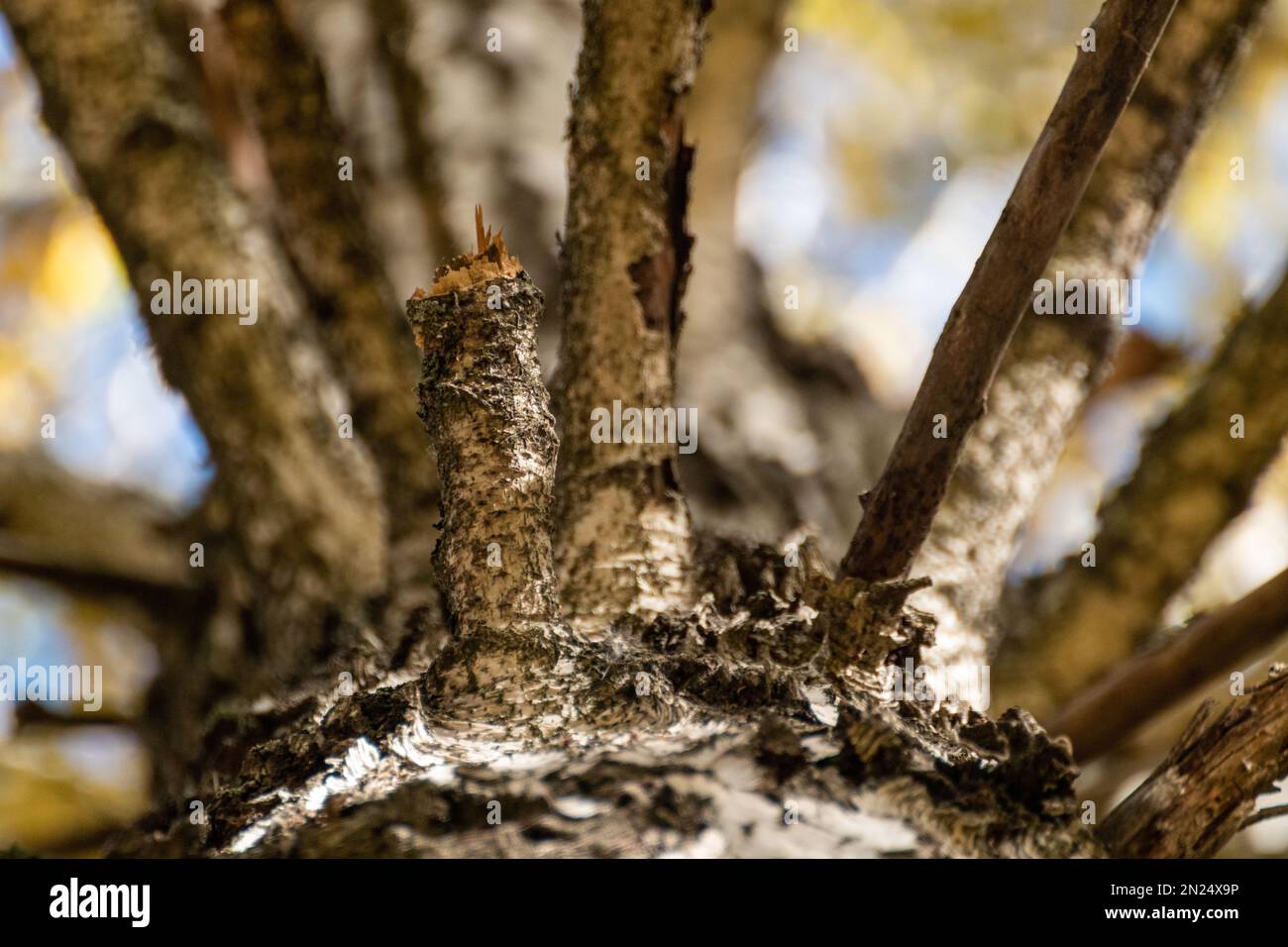 Autumn birch tree branches with white bark details close-up with blurry ...