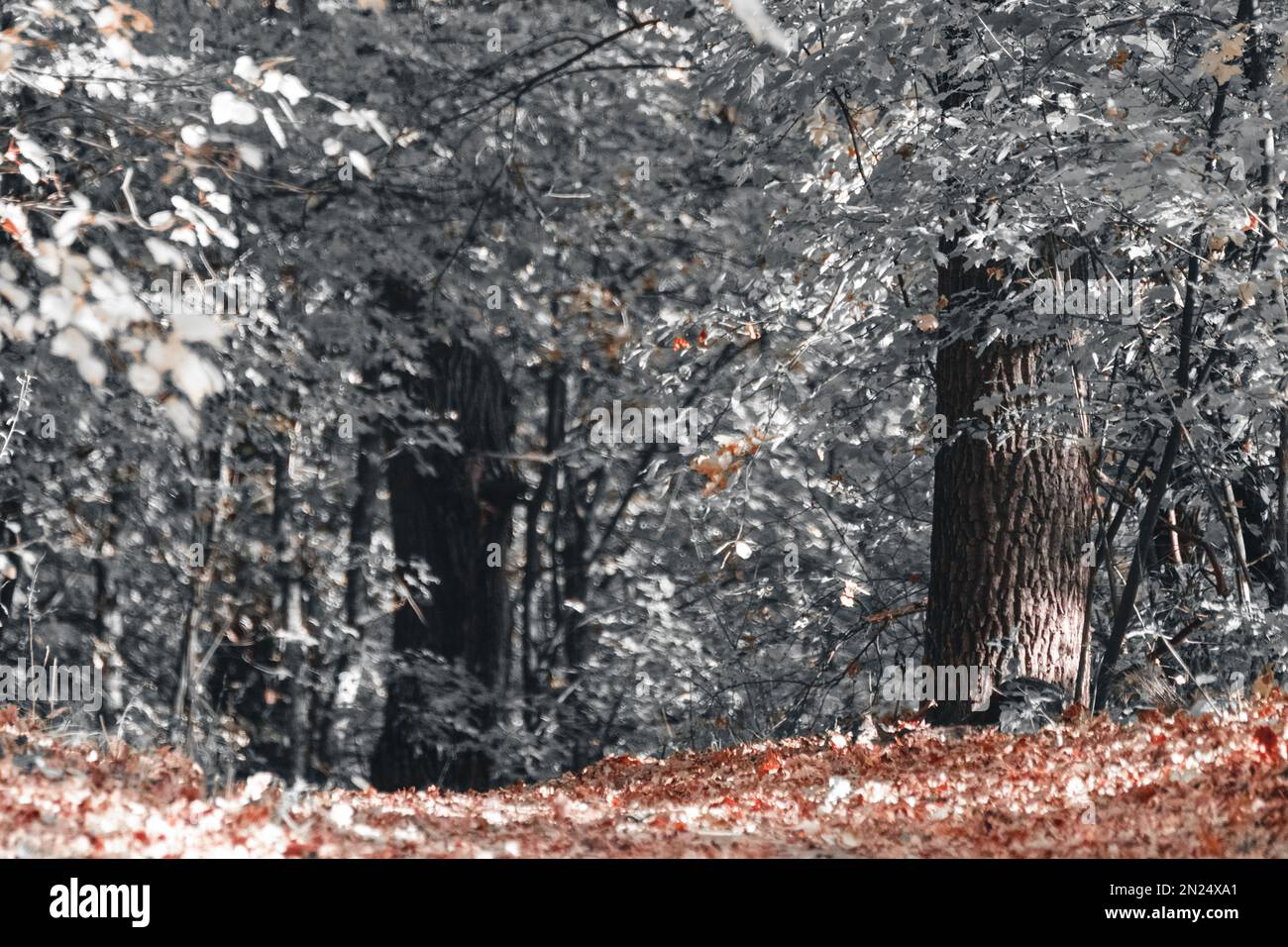 Warm colored leaves hi-res stock photography and images - Alamy