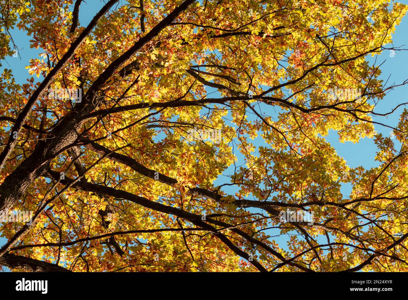 Autumn oak tree branches look up with colorful leaves on blue sky ...