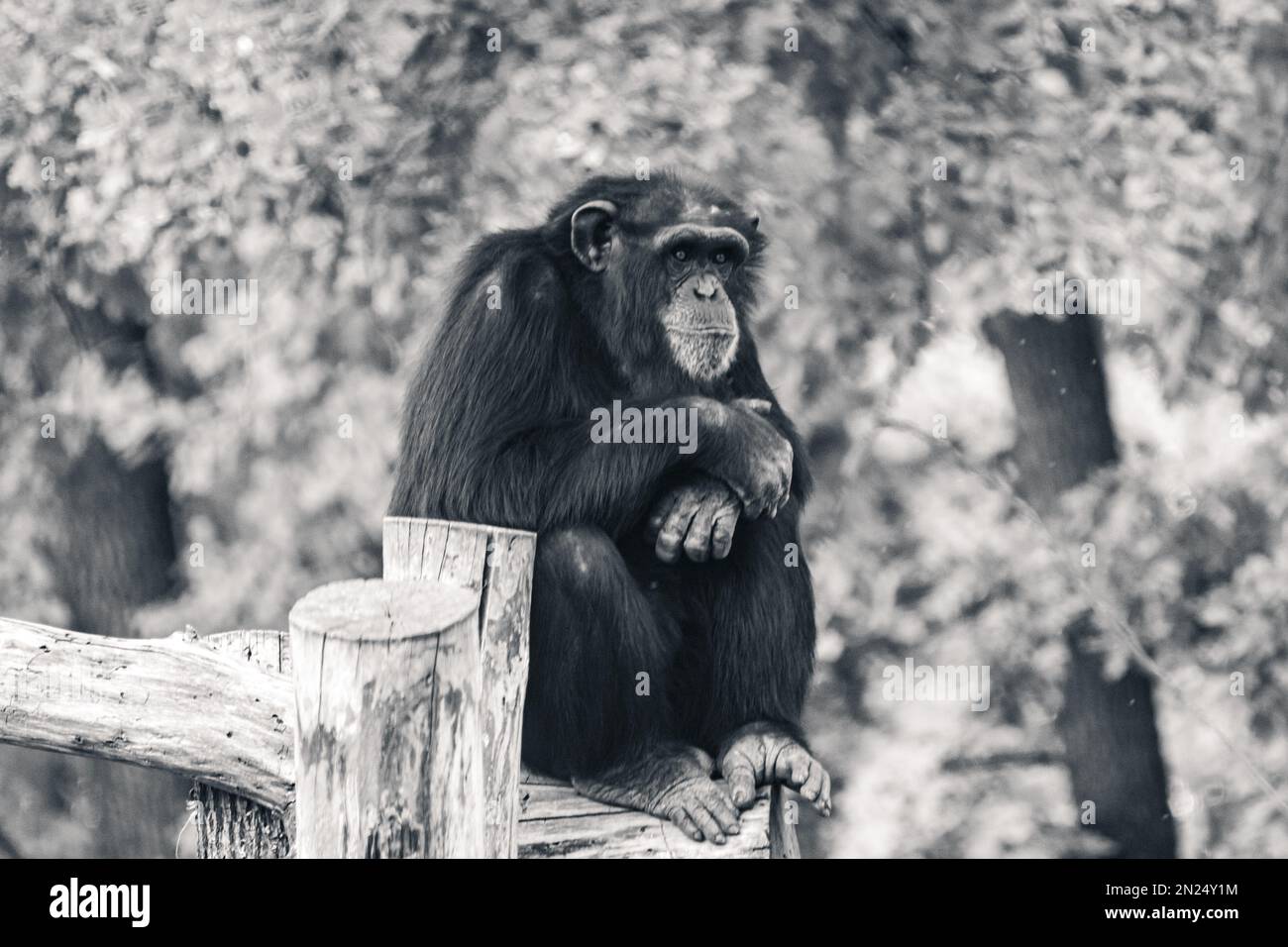 Chimpanzee sitting in thinking calm pose on wooden trunk in aviary with ...