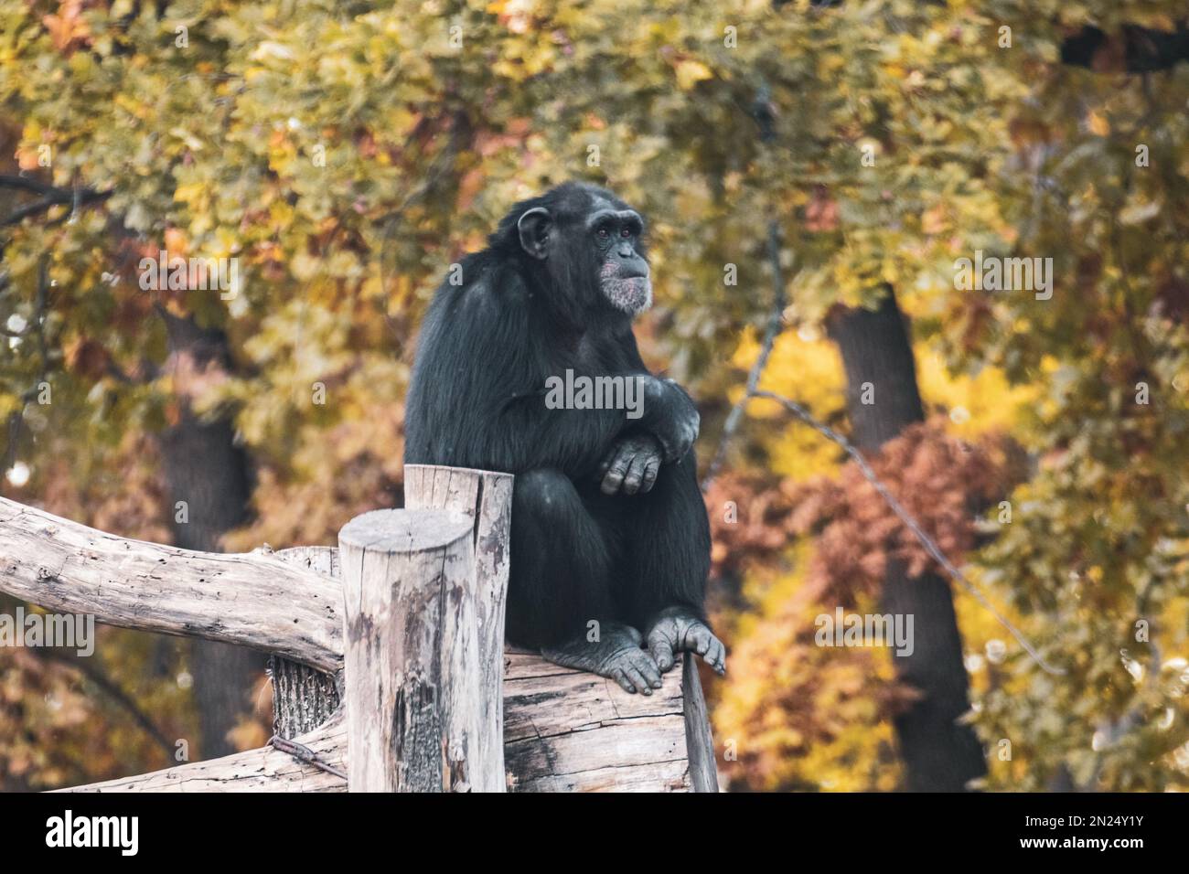 Chimpanzee sitting, looking forward in calm pose on wooden trunk in ...