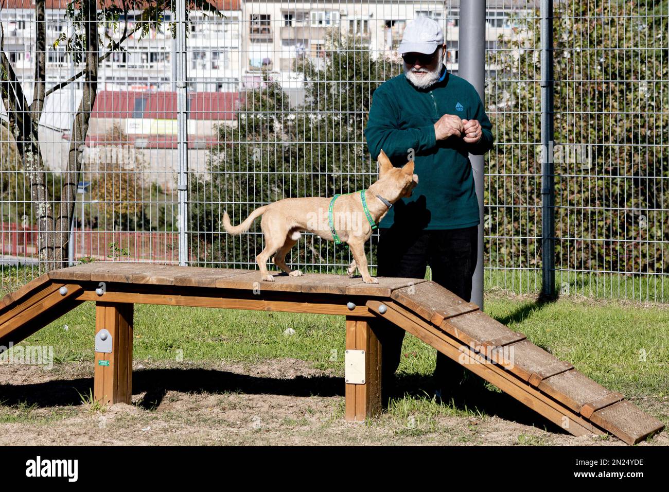 pictures of our dog being trained Stock Photo - Alamy