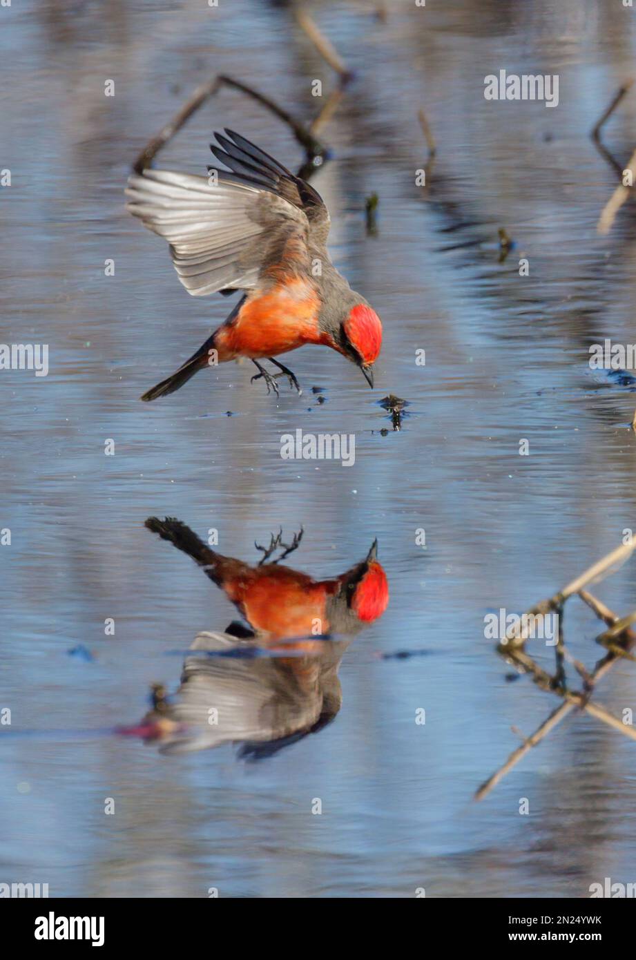 Vermilion flycatcher (Pyrocephalus rubinus) male hunting over lake ...