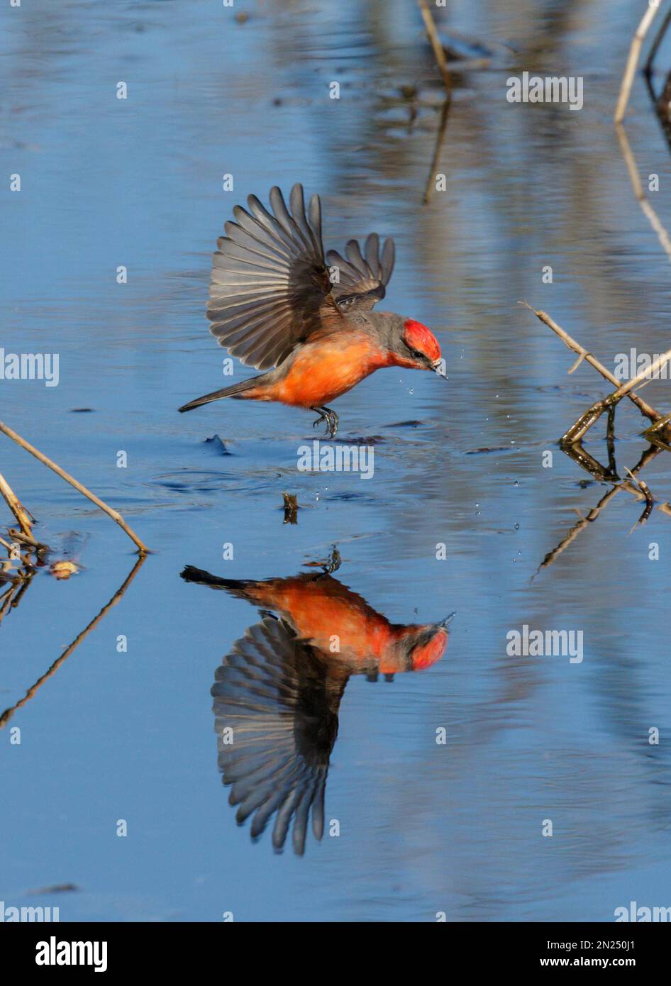 Vermilion flycatcher (Pyrocephalus rubinus) male hunting over lake ...
