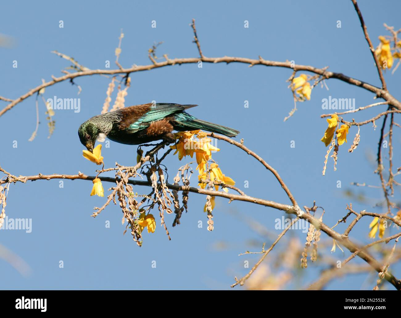 Tui nectar feeding on yellow blossom of kowhai tree Stock Photo - Alamy