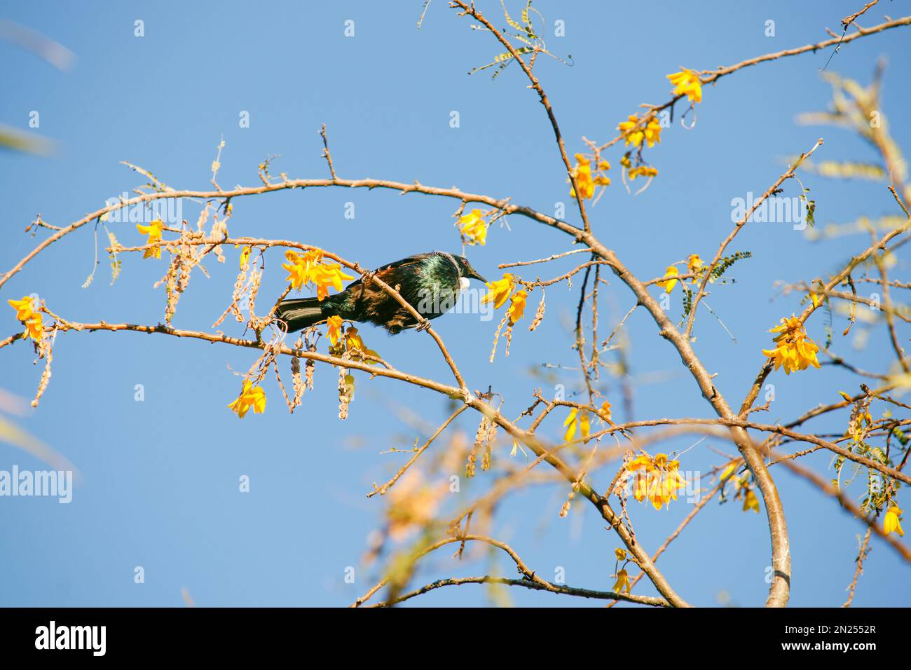 Tui nectar feeding on yellow blossom of kowhai tree Stock Photo - Alamy