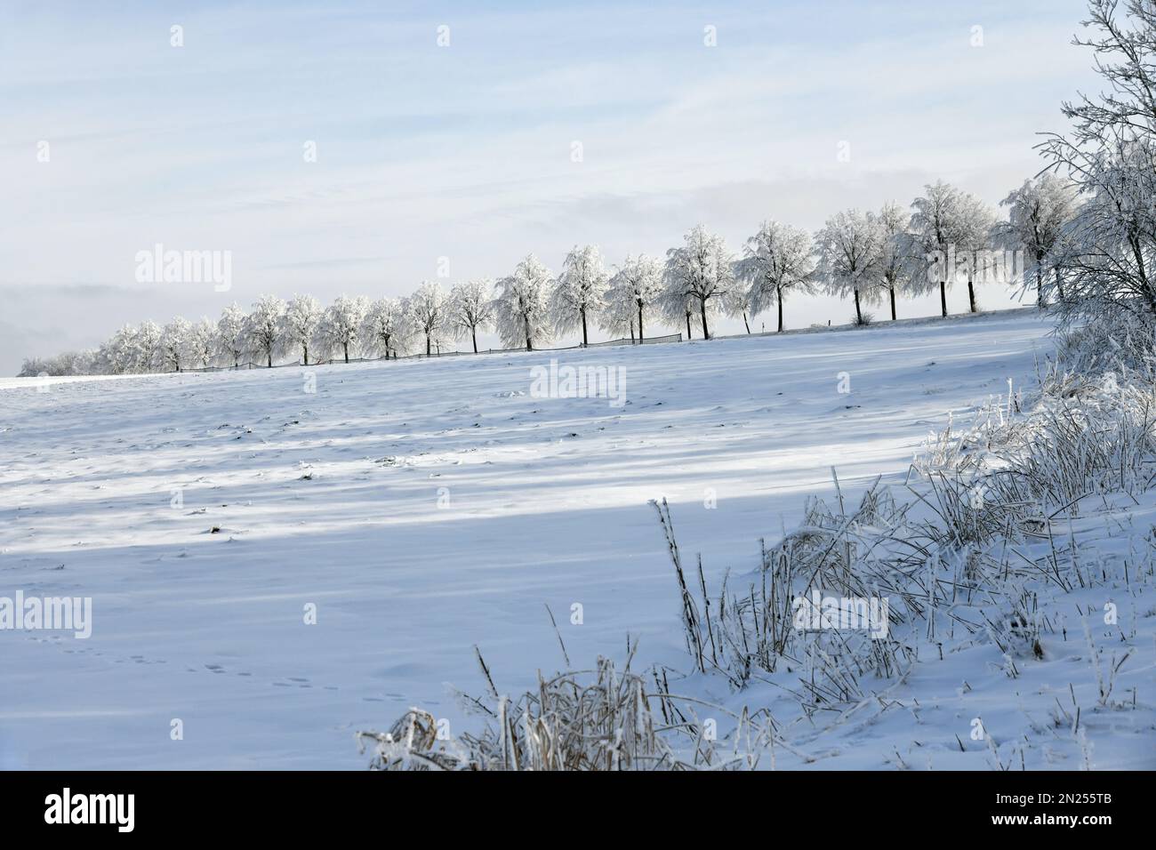 Country road with snowy trees Stock Photo - Alamy