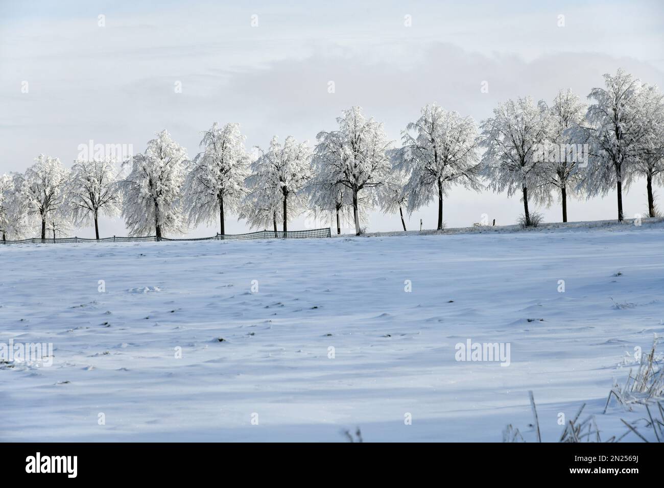 Country road with snowy trees Stock Photo - Alamy
