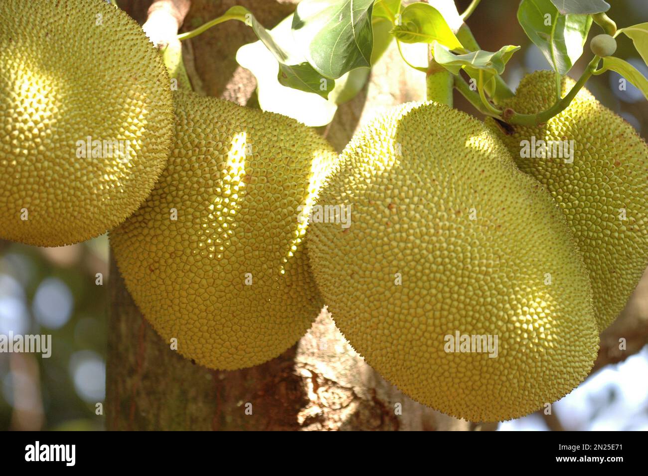 jackfruit on the tree Stock Photo - Alamy