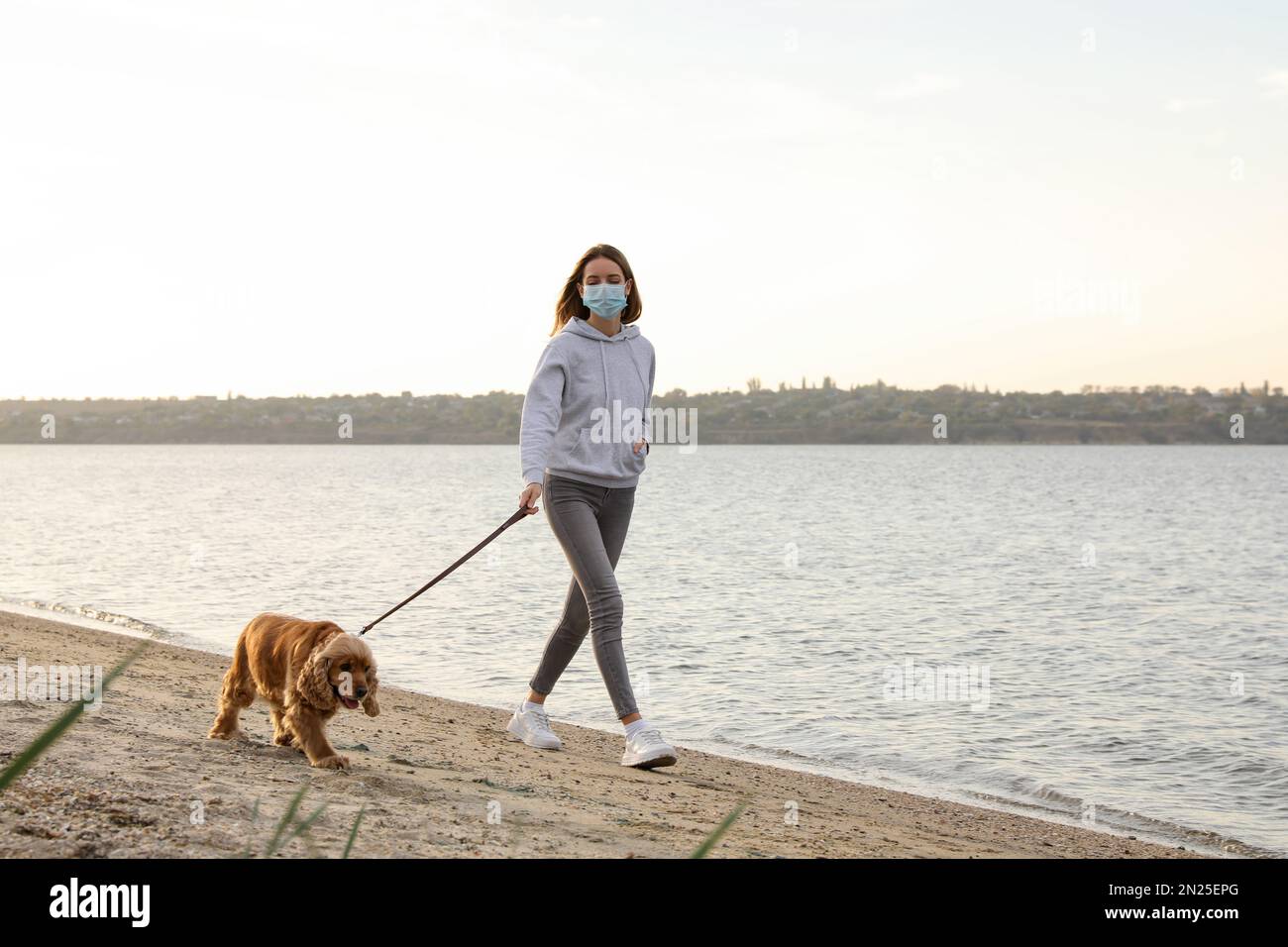 Woman in protective mask with English Cocker Spaniel on beach. Walking ...