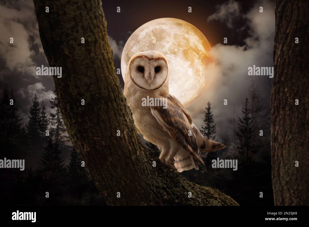 Owl on tree in misty forest under full moon at night Stock Photo - Alamy