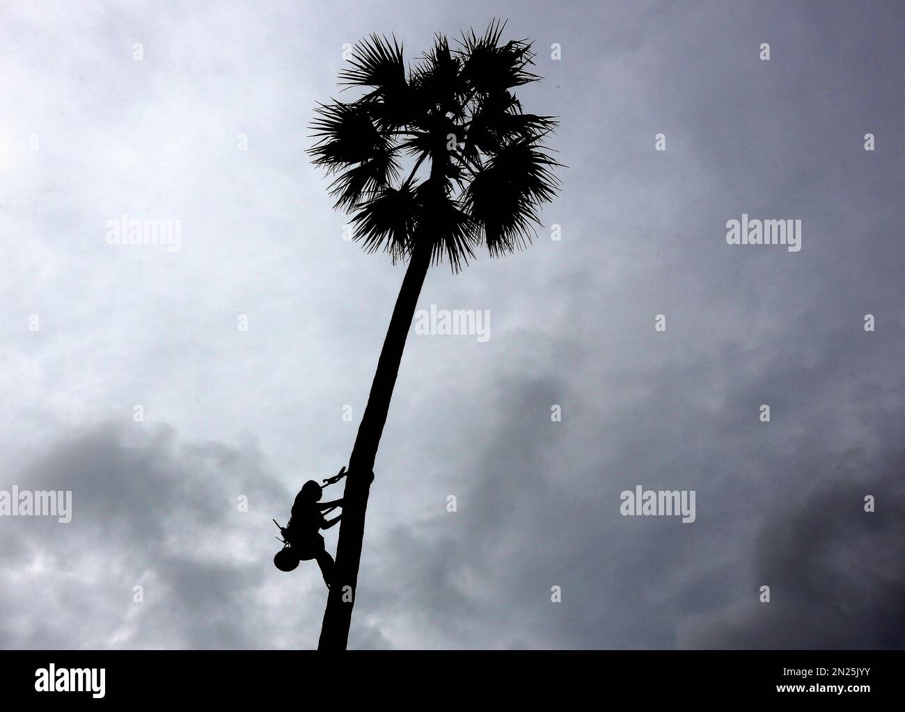 An Indian toddy tapper climbing a palm tree to collect toddy is ...
