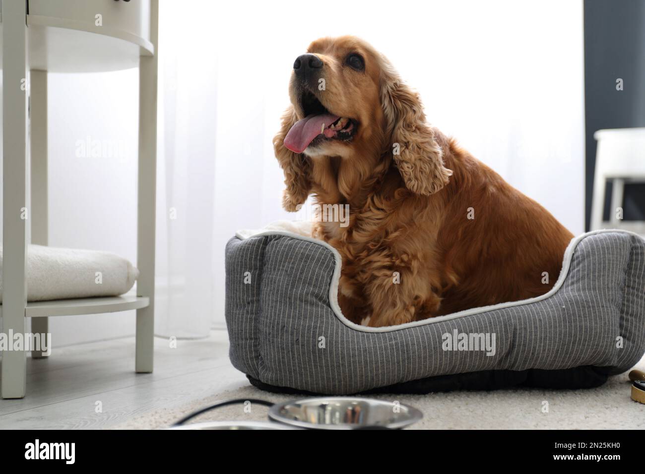 Cute English Cocker Spaniel in dog bed indoors. Pet friendly hotel ...