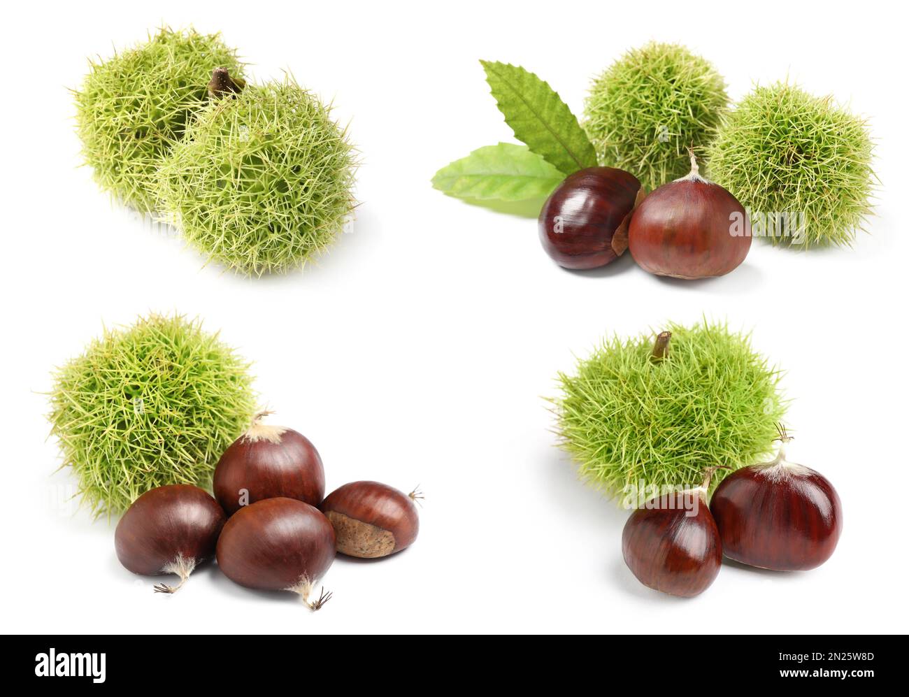 Set of sweet edible chestnuts on white background Stock Photo - Alamy