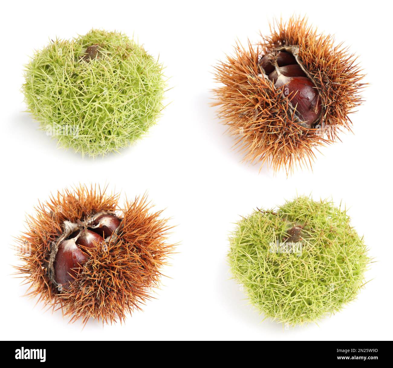 Set of sweet edible chestnuts on white background Stock Photo - Alamy