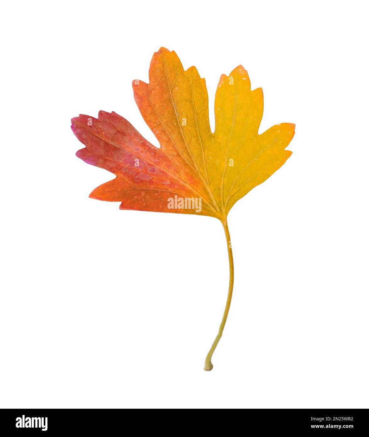 Beautiful leaf isolated on white. Autumn season Stock Photo - Alamy