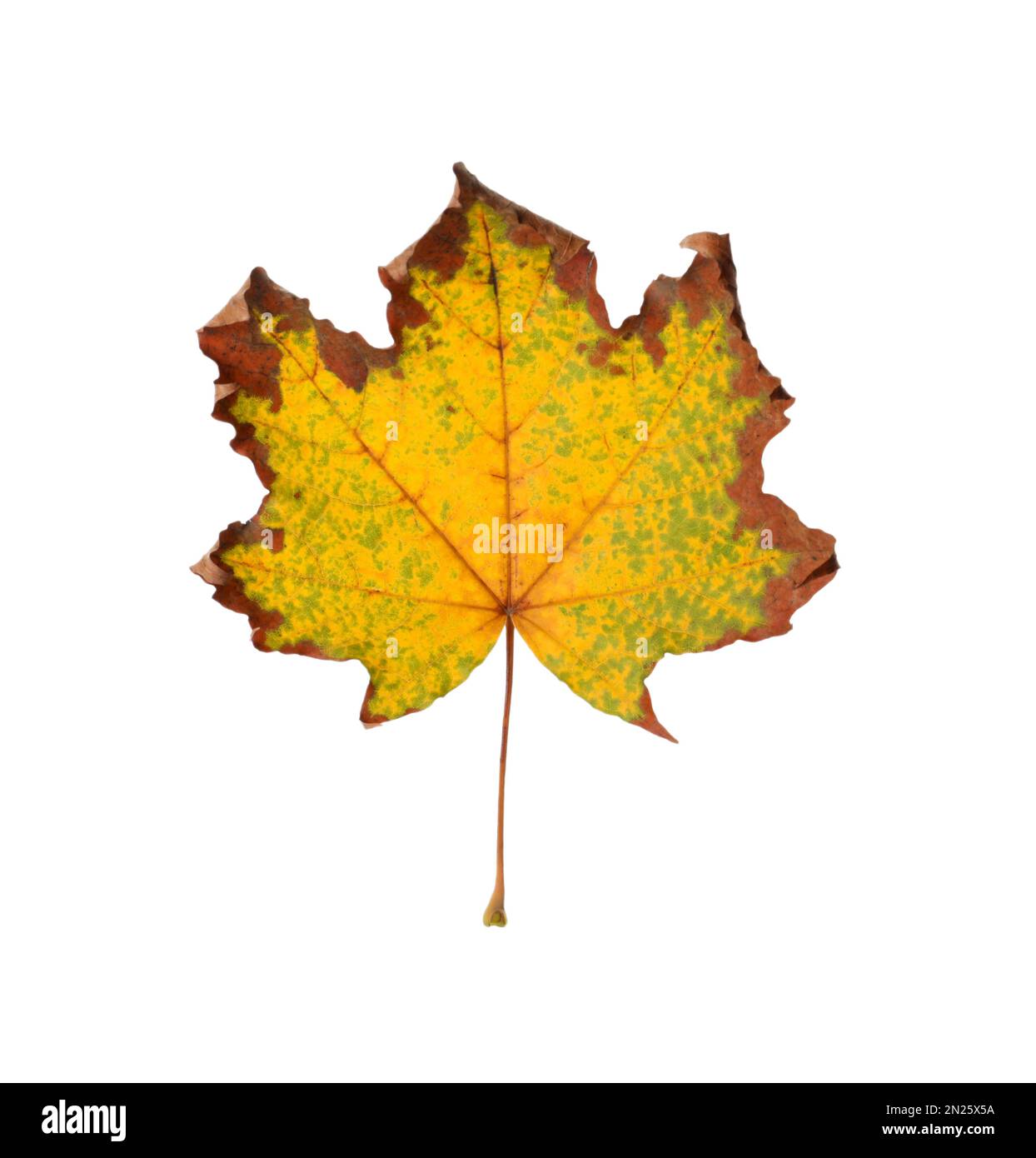 Autumn foliage maple on modern Cut Out Stock Images & Pictures - Alamy