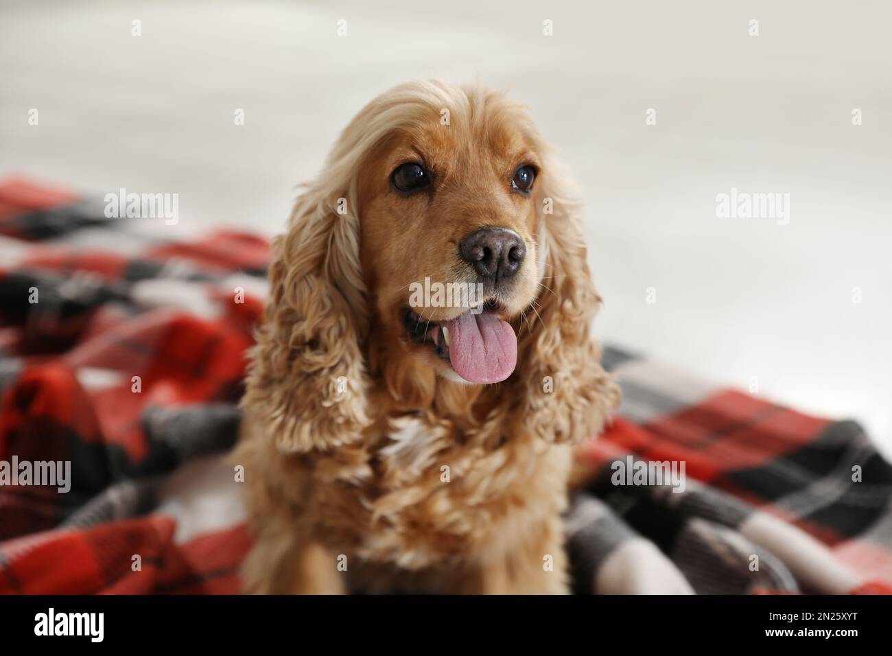Cute English cocker spaniel dog with plaid on floor Stock Photo - Alamy