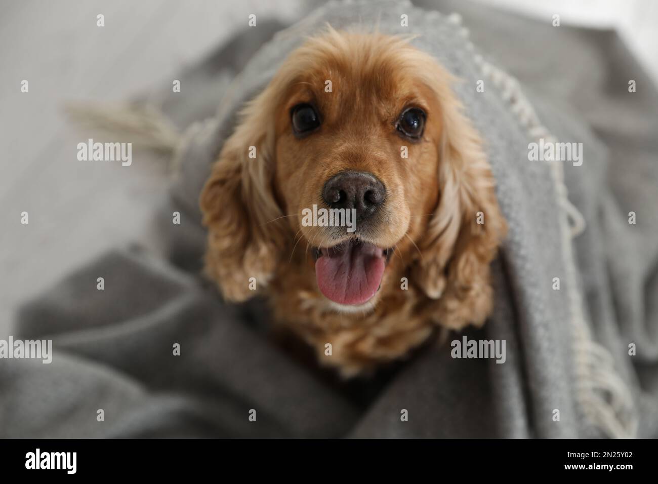 Cute English cocker spaniel dog with grey plaid on floor, closeup Stock ...