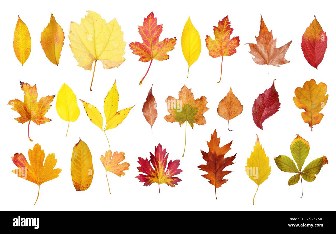 Set of different autumn leaves on white background Stock Photo - Alamy