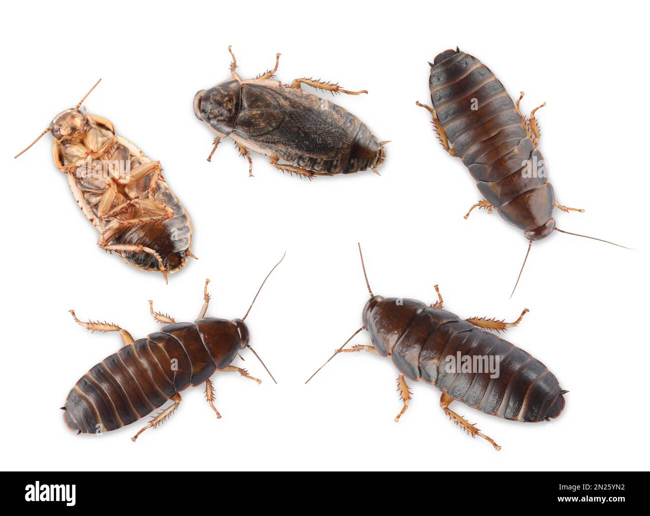 Many cockroaches on white background, top view. Pest control Stock ...