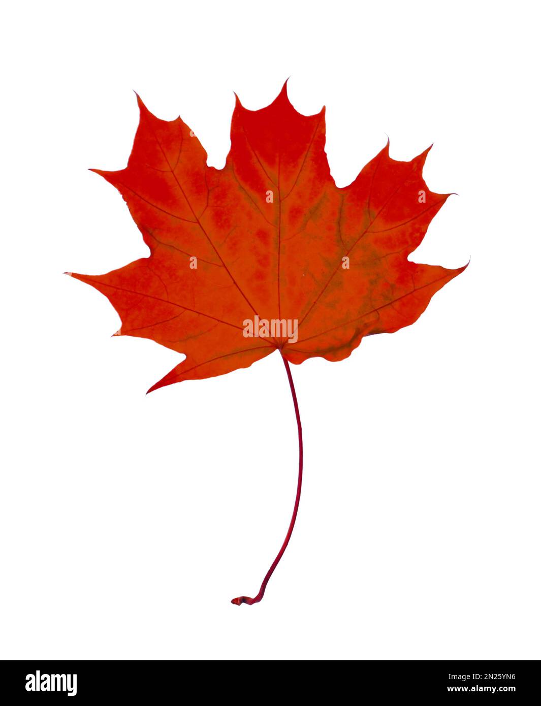 Beautiful red maple leaf hi-res stock photography and images - Alamy
