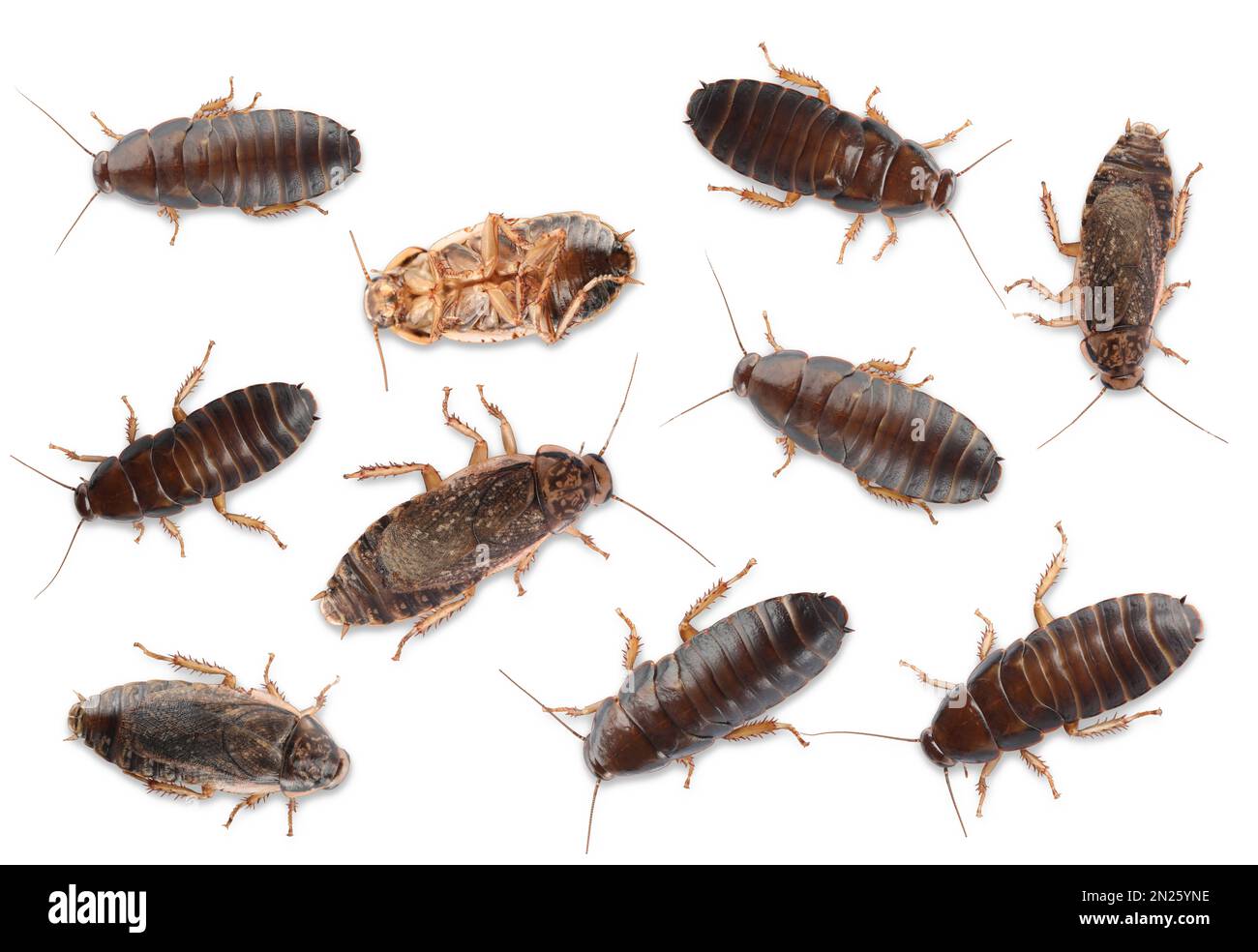 Many cockroaches on white background, top view. Pest control Stock ...