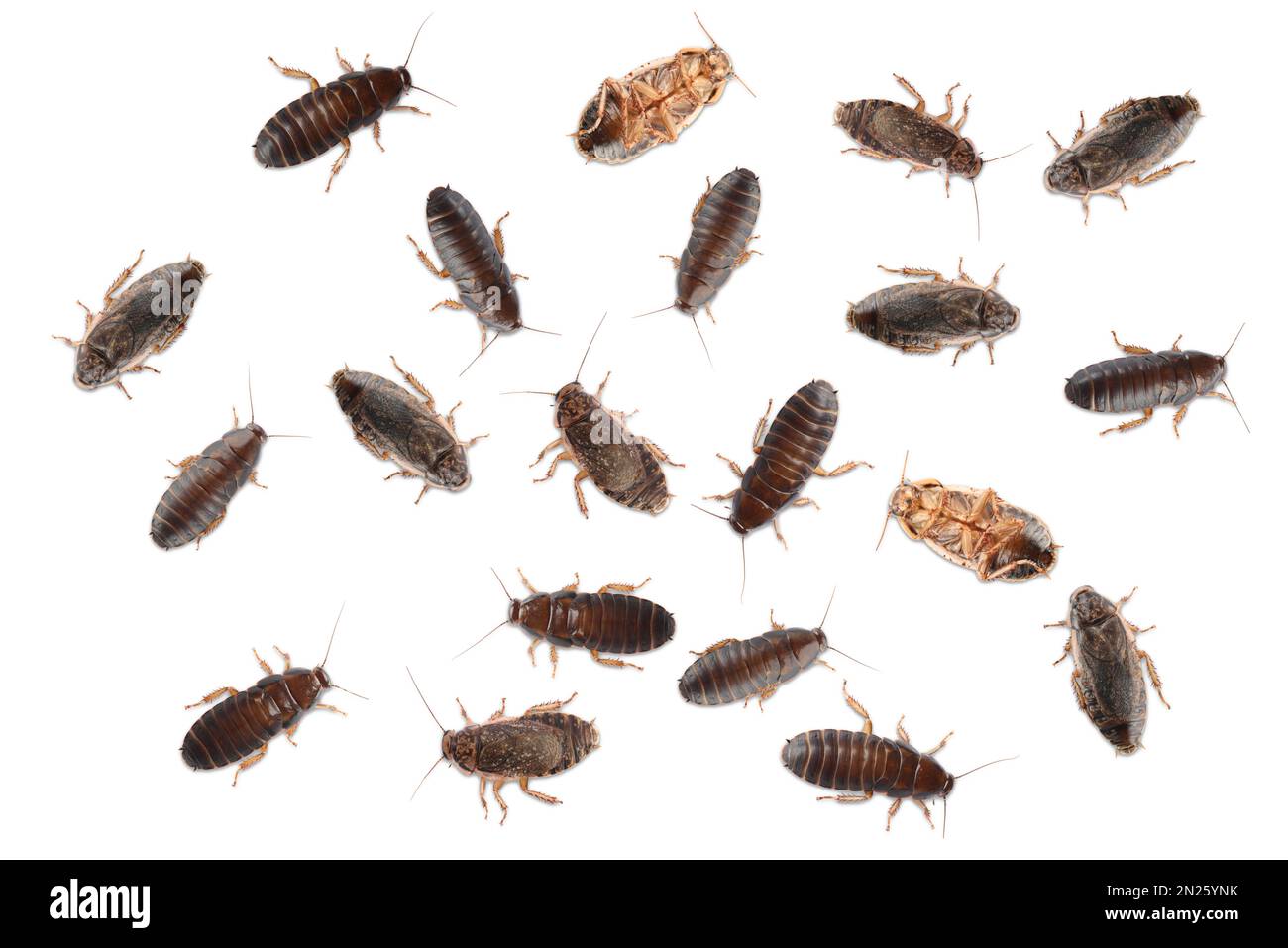 Many cockroaches on white background, top view. Pest control Stock ...