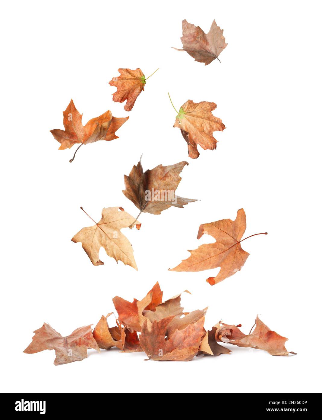 Beautiful autumn leaves falling on white background Stock Photo - Alamy