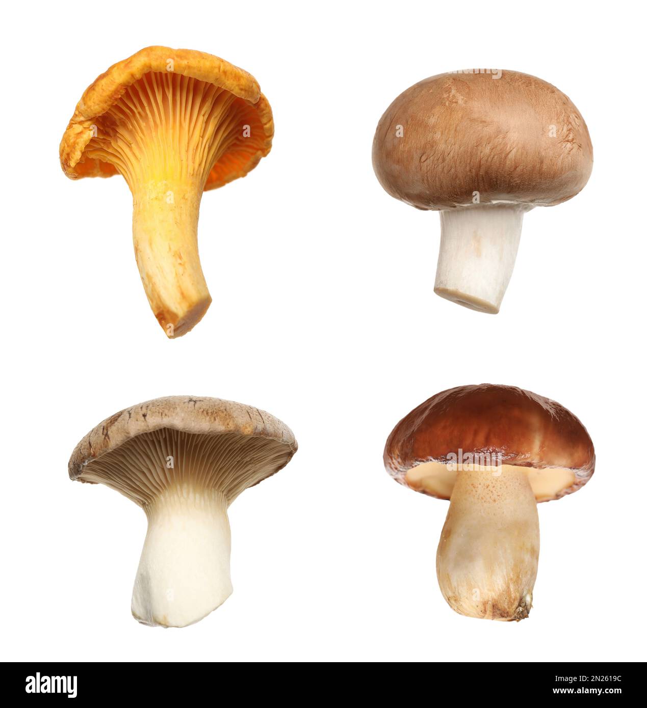 Set of different fresh mushrooms on white background Stock Photo - Alamy