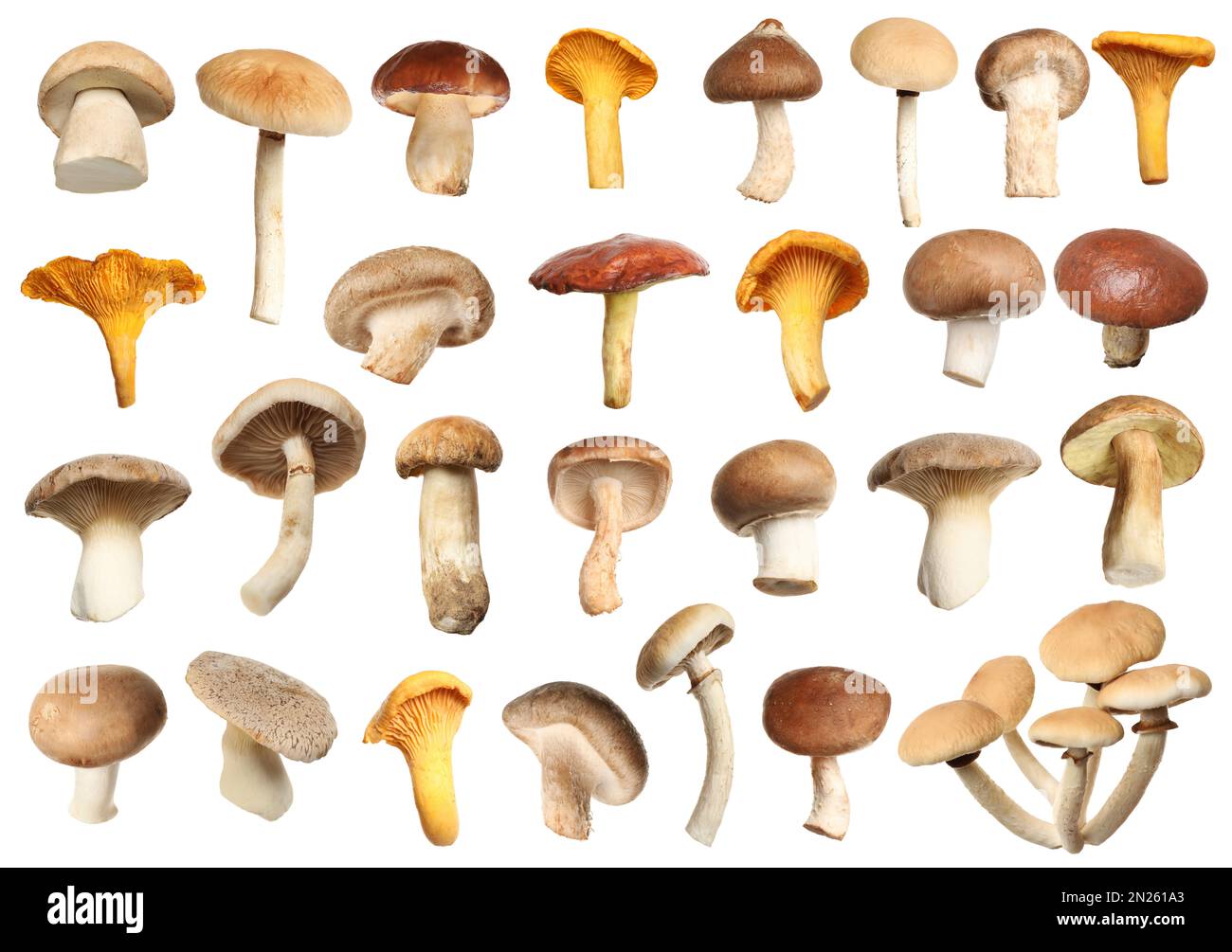 Set of different fresh mushrooms on white background Stock Photo - Alamy