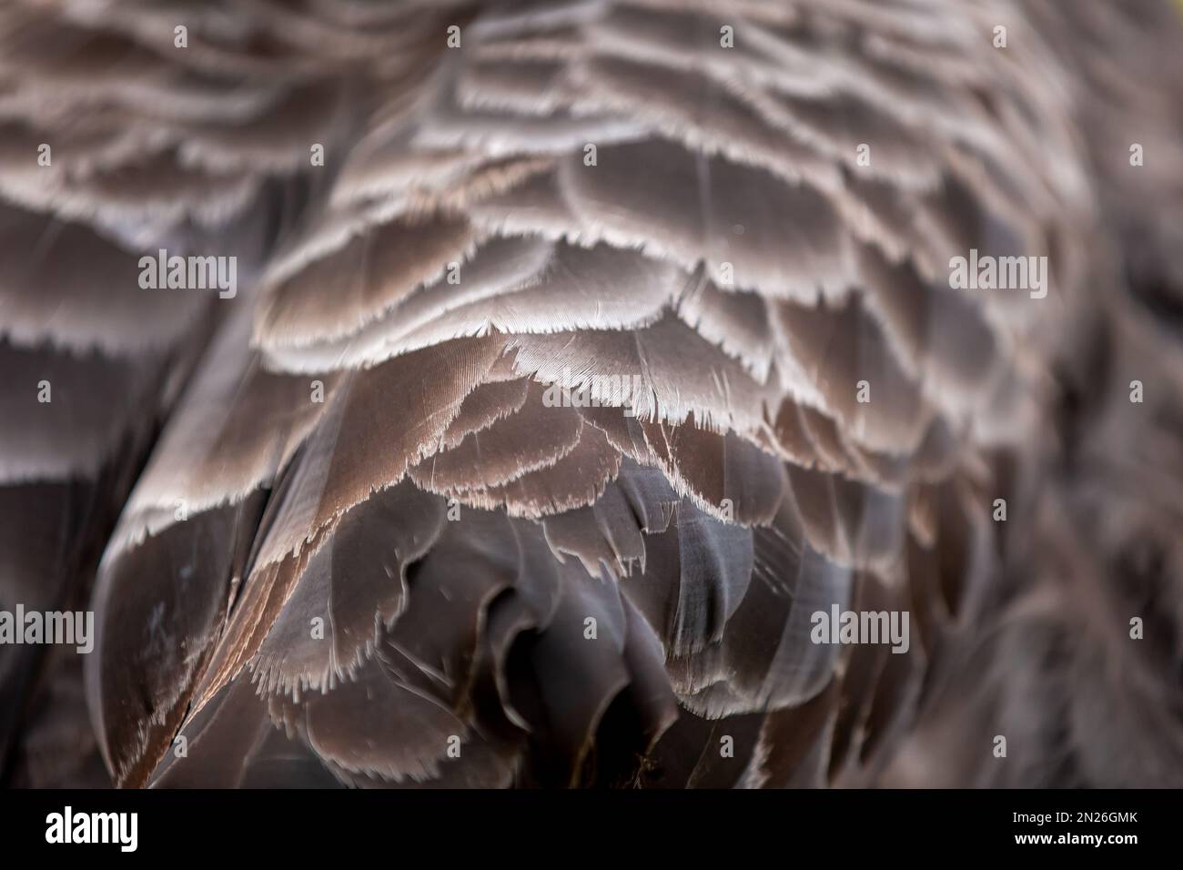 Black swan feathers texture background.Texture background of black ...